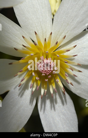 Native Clematis Flower ( Clematis paniculata ), Dunedin, Otago, South ...