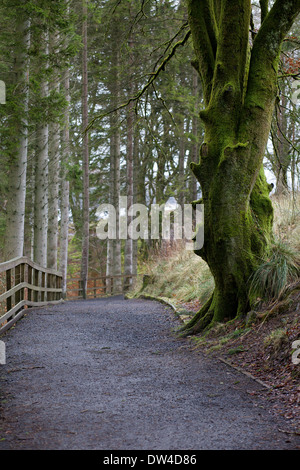 image of part of the Lakeside Way at Kielder Reservoir Stock Photo - Alamy