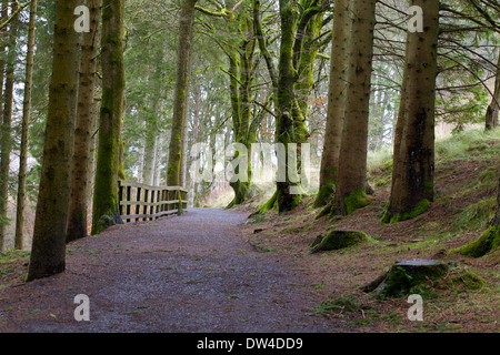 image of part of the Lakeside Way at Kielder Reservoir Stock Photo - Alamy