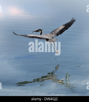 Great Blue Heron Hunting Stock Photo - Alamy