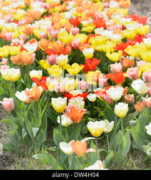 Blooming colorful tulip flowers in garden as floral background Stock ...