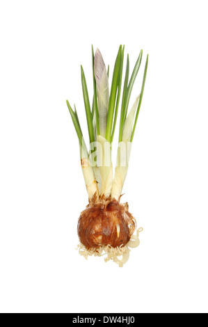 Crocus bulb with green shoots and developing roots isolated against ...