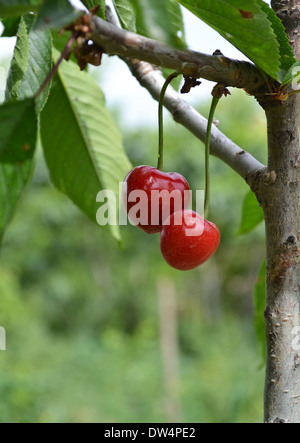 A pair of red cherries with a green leaf on the white background Stock ...