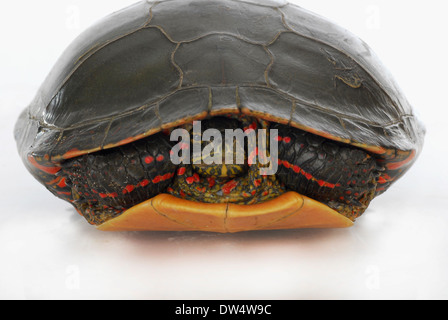 turtle hiding - western painted turtle inside its shell on white ...