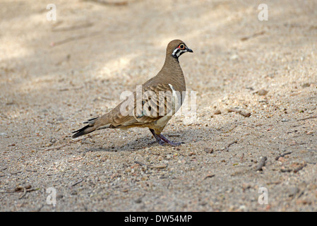 Squatter pigeon (Geophaps scripta), a species endemic to Australia ...