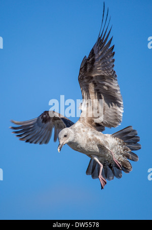 Sea gull in the sky at sunny day Stock Photo - Alamy