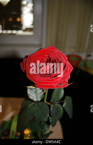 rose family (Rosaceae) Plantae Stock Photo - Alamy