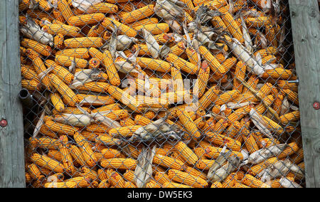 Corn is stored in a corn grip near Bad Krozingen in the Rhinevalley ...