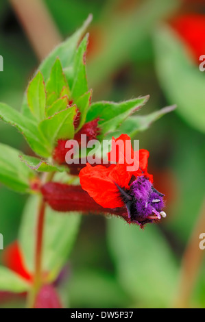 Bat Face Cuphea, Tiny Mice (Cuphea llavea 'Tiny Mice'), flowers, native ...