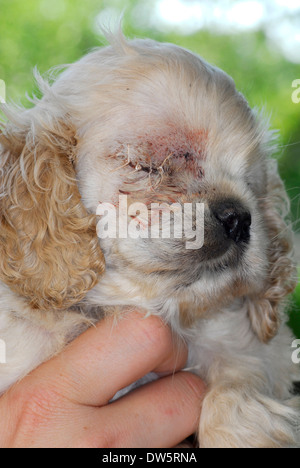 veterinary care - cocker spaniel puppy one week post-op from having eye ...
