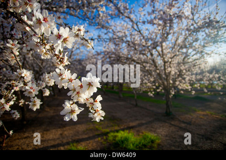 Almond orchards in bloom, Sacramento Valley, California Stock Photo - Alamy