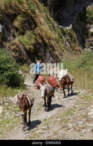 Pack animals on a Himalayan trail in the Everest region of Nepal Stock ...