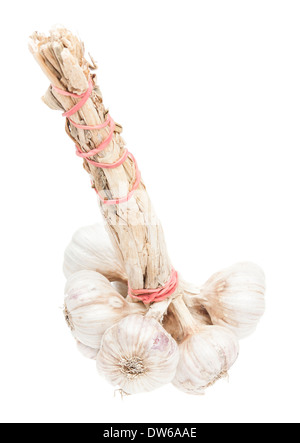 Bunch of Garlic isolated on white background, compound bulb isolated ...