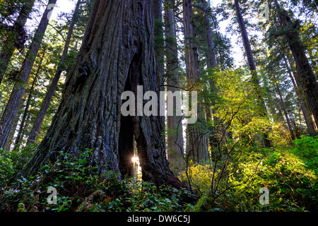 sunlight shining through split redwood trunk del norte coastal redwoods ...