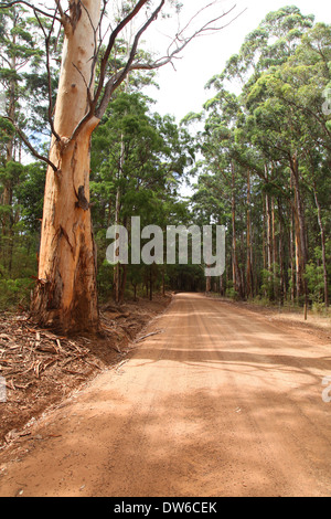 Karri Trees in Gloucester National Park - Pemberton - Australia Stock ...
