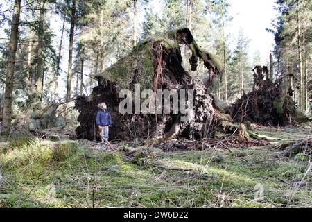 Looking at a tree that was blown over during a storm with its roots ...