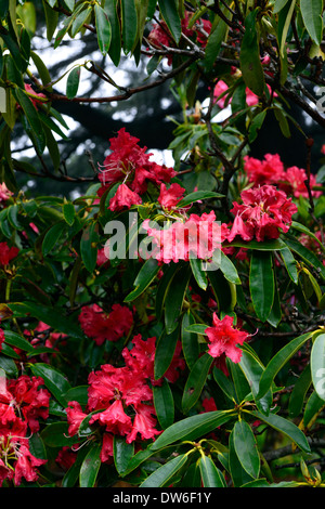 rhododendron the honorable jean marie de montague red flowers flower ...