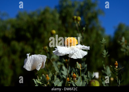 Romneya coulteri,Syn Romneya trichocalyx,Californian Tree Poppy,Coulter ...