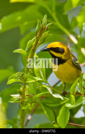 Golden-winged Warbler Bird Songbird Ornithology Science Nature Wildlife ...