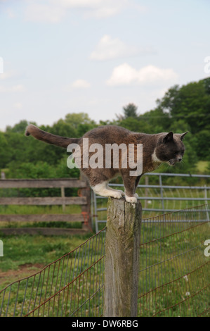 Barn Cat Balancing on a Post Outside on a Farm Stock Photo - Alamy
