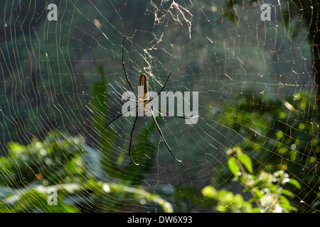 Large spider in the Budhi Gandaki Valley of Nepal Stock Photo - Alamy