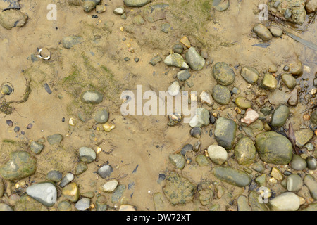 river shore texture with sand stones and shells Stock Photo - Alamy