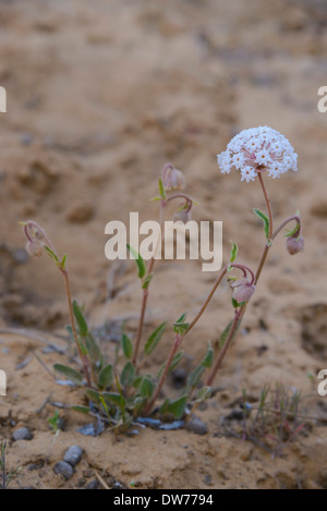Fragrant Sand-Verbena, Abronia fragrans Nutt., Wildflowers, Zion ...