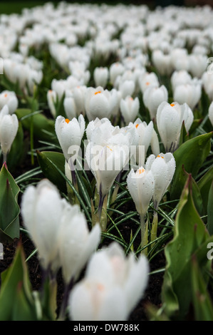 White crocuses. flowers in a flower bed in spring blooming in the sun ...