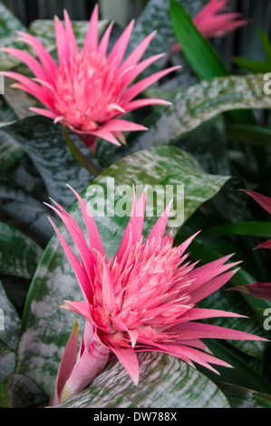 Urn plant (Aechmea fasciata) flowers in rainforest, Sabah, Borneo Stock ...