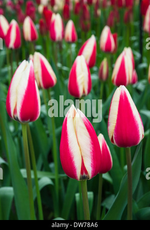Red and white tulips blooming in the flowerbed of the park. Spring ...