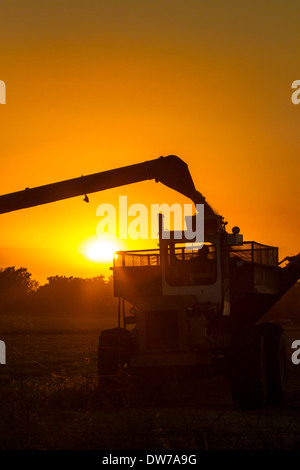 Rice harvesting in the late afternoon in the Sacramento Valley of ...