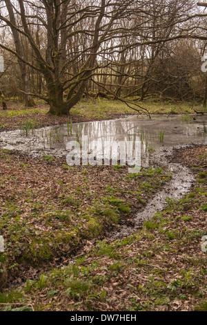 Winter at Broadmere lake Stock Photo - Alamy