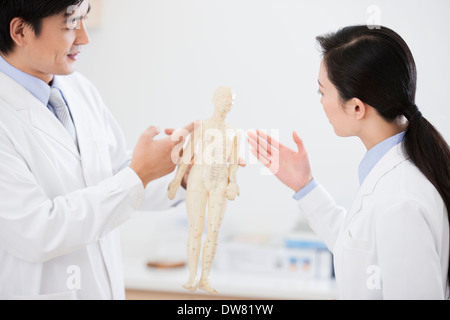 Doctors studying anatomical model Stock Photo - Alamy