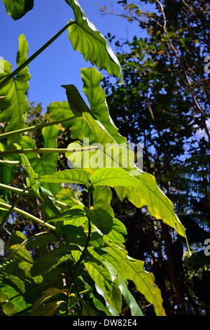 Taro plant, Colocasia sp., growing over a tropical tree in the Akaka ...
