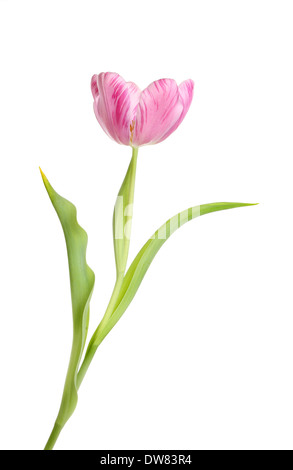 Pink magenta tulip flower isolated Stock Photo - Alamy