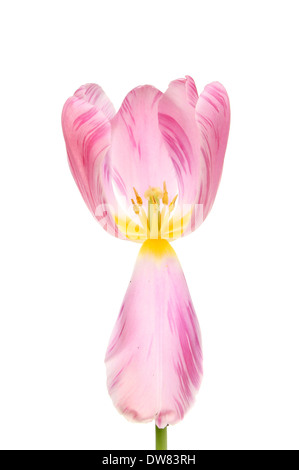 Reproductive organs of a tulip Stock Photo - Alamy