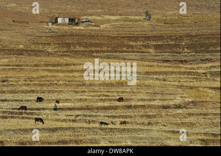 Subsistence farming in rural Lesotho Stock Photo: 12787041 - Alamy