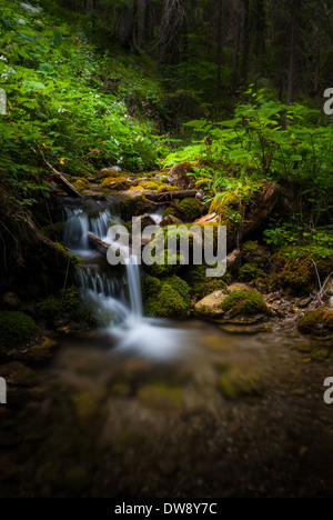 Beautiful little waterfall in forest as nature background Stock Photo ...