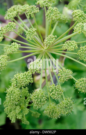 Garden angelica (Angelica archangelica), blooming, detail of umbellifer ...