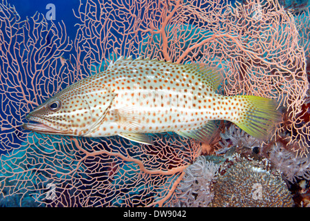 A Whitelined Rockcod, also known as a Slender Grouper, Anyperodon ...