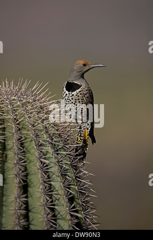 Gilded Flicker on a Saguaro Stock Photo - Alamy