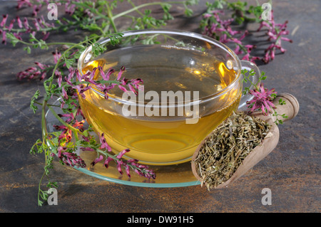 Common Fumitory tea Stock Photo - Alamy