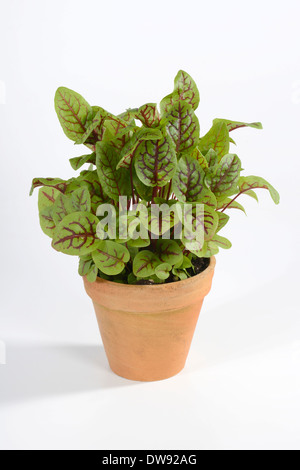 Red veined dock plant isolated on white background Stock Photo - Alamy