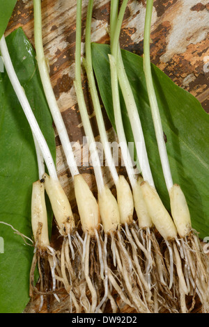 Outdoor gardening tools and herbs, close-up Stock Photo - Alamy