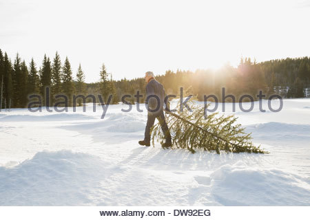 MAN DRAGGING IN CHRISTMAS TREE Stock Photo - Alamy