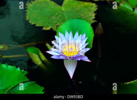 Purple lotus flower Stock Photo - Alamy
