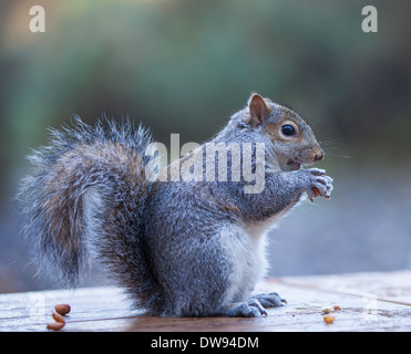 A closeup shot of a fluffy gray squirrel eating a peanut in a park in ...