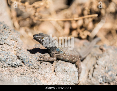 Selective focus shot of a lizard on a rock in green field under bright ...