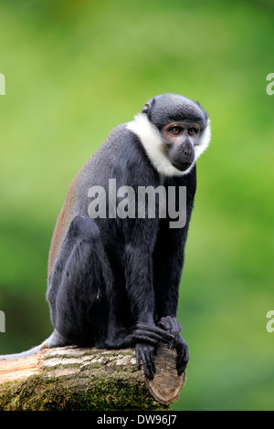 L'Hoest's monkey (Cercopithecus lhoesti), adult, on tree, alert ...