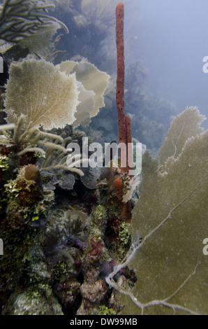 Underwater view of coral reef Utila Bay Islands Honduras Stock Photo ...